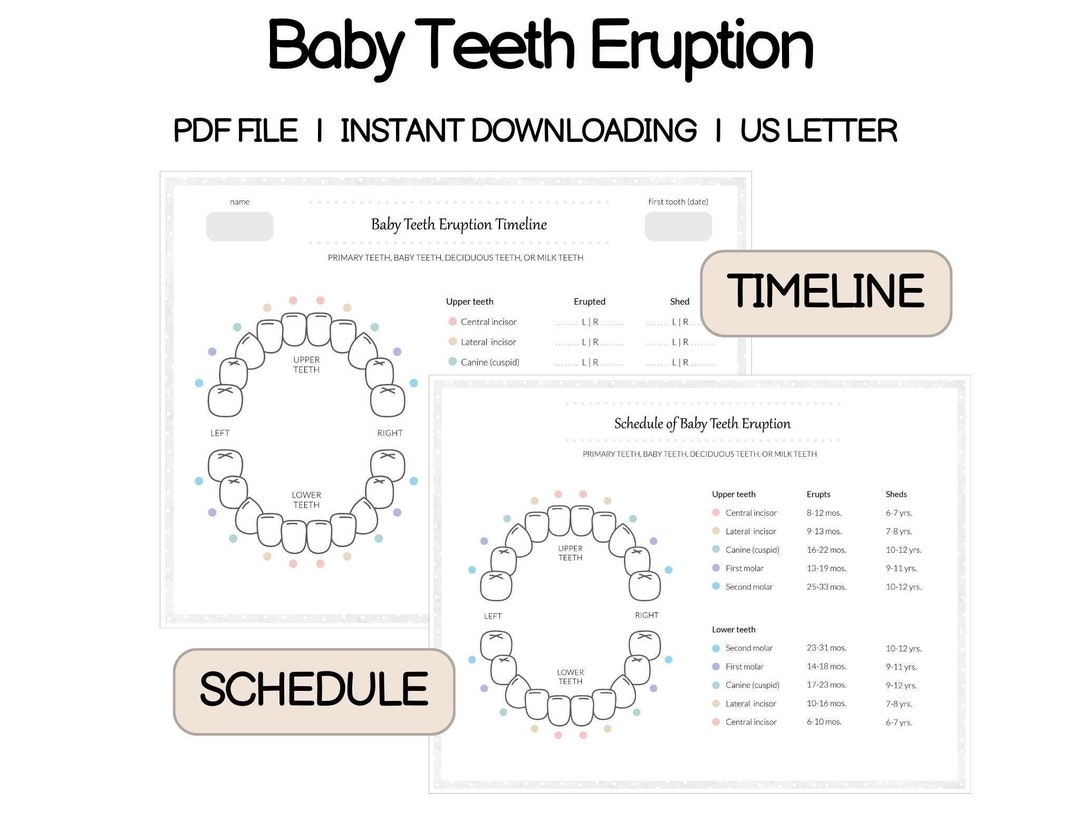 Printable Chart For Tooth Eruption And Shedding - Chart Print Lab